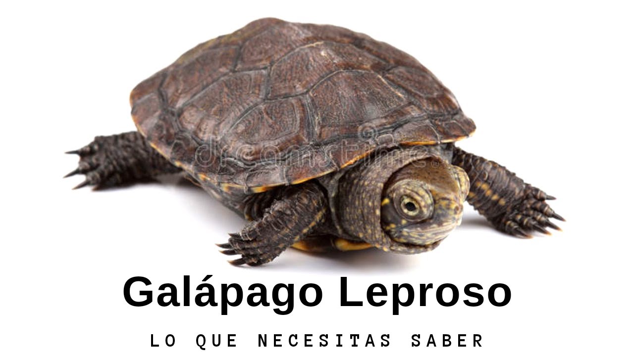 ¿Cuánto tiempo vive un galápago leproso? - Todo sobre Animales y Bichos