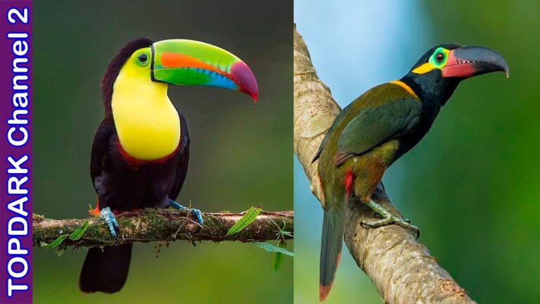 ¿De qué color es el plumaje del tucán? - Todo sobre Animales y Bichos