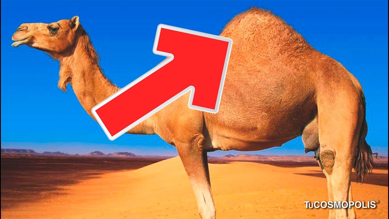 ¿Dónde almacena el agua el camello? - Todo sobre Animales y Bichos