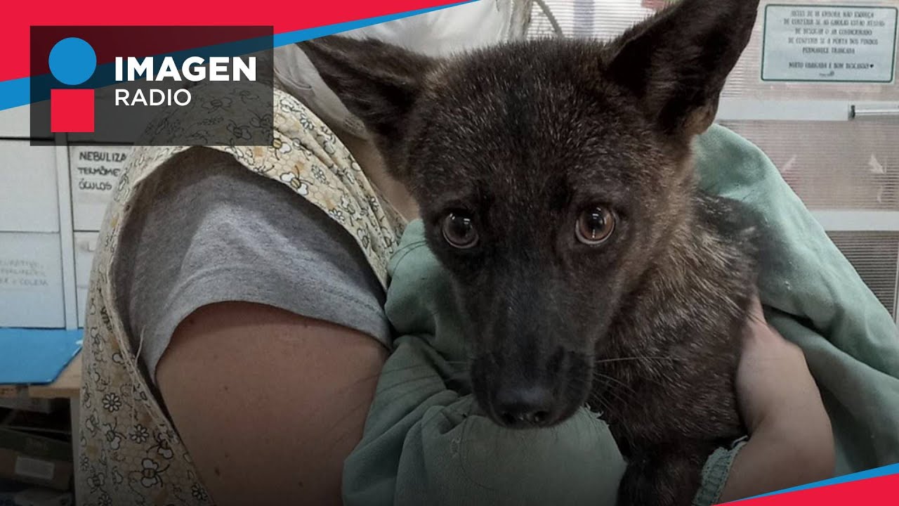 ¿Es posible cruzar un perro con un zorro? - Todo sobre Animales y Bichos