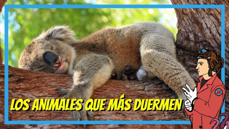 ¿Qué animal duerme más de 20 horas al día? - Todo sobre Animales y Bichos