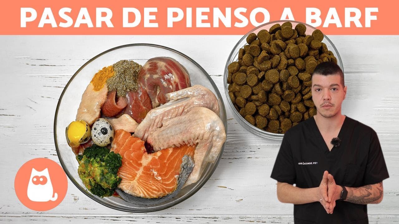 ¿Qué es la dieta BARF para perros? - Todo sobre Animales y Bichos
