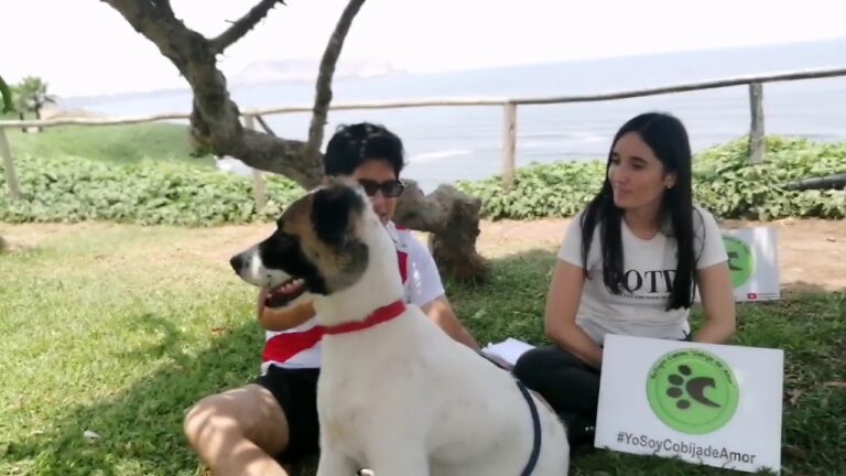 ¿Qué sucedió con el perro Beethoven? - Todo sobre Animales y Bichos