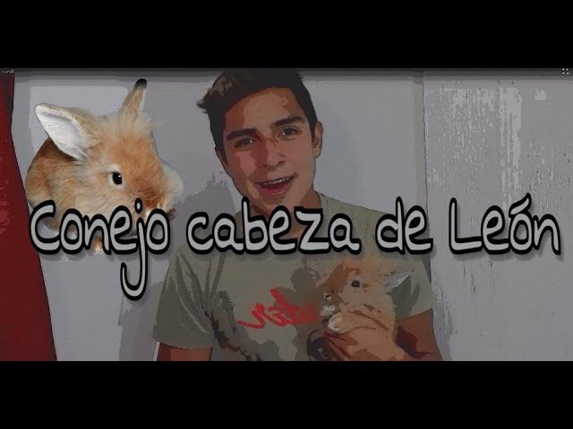 ¿Qué tan rápido crece un conejo cabeza de león? - Todo sobre Animales y ...
