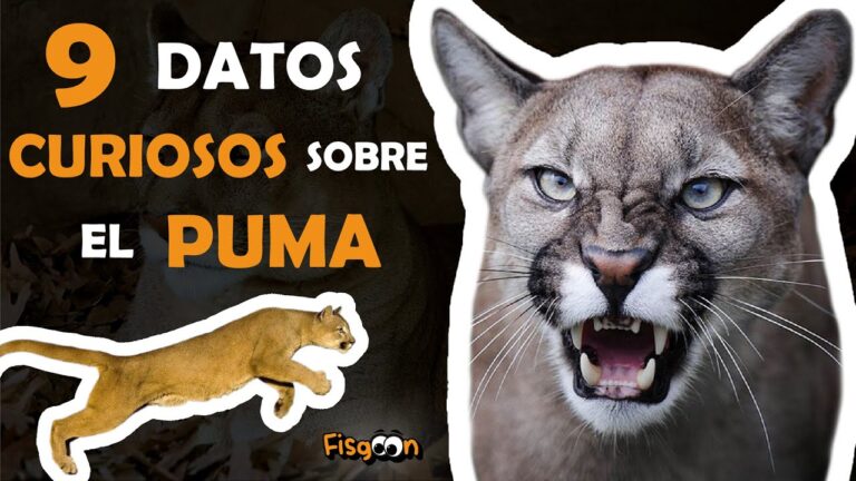 Alimentación de los pumas: ¿Qué comen estos felinos? - Todo sobre ...