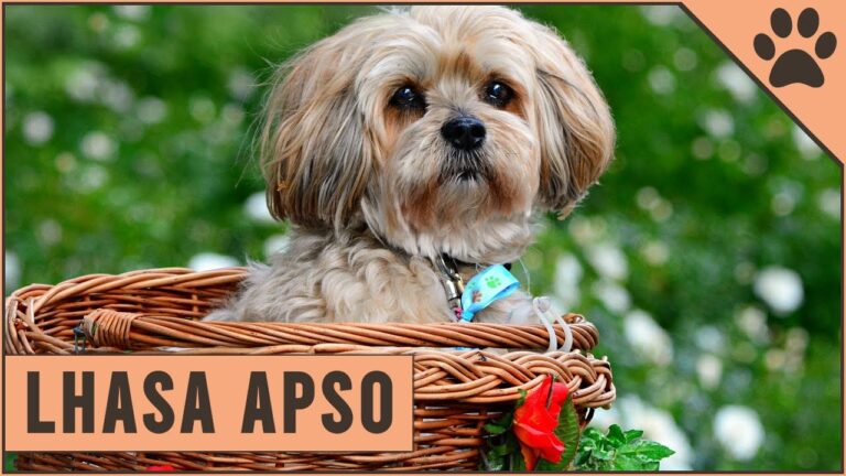 Características de la raza de perro Lhasa Apso - Todo sobre Animales y ...
