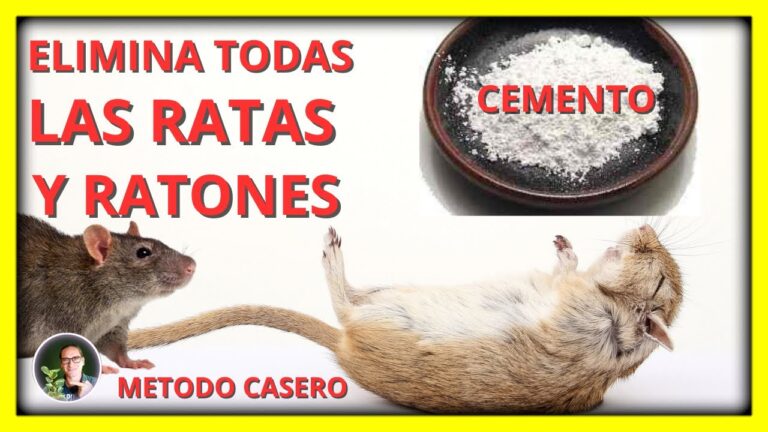 Cómo eliminar una infestación de ratas - Todo sobre Animales y Bichos