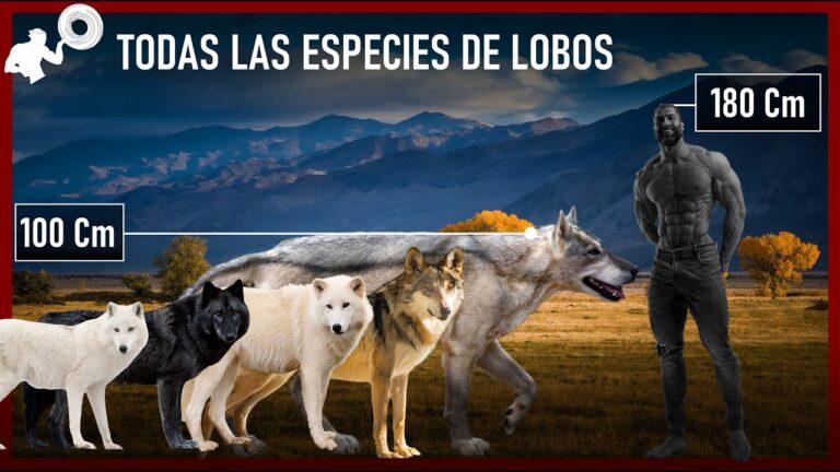 El lobo más grande de todos los tiempos - Todo sobre Animales y Bichos