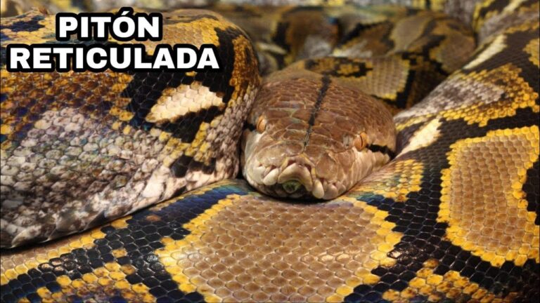 La Pitón Reticulada: La Serpiente Más Grande - Todo sobre Animales y Bichos