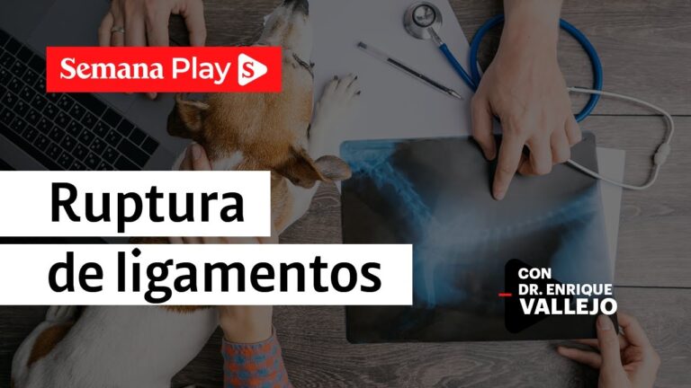 Lesión del ligamento cruzado anterior en perros - Todo sobre Animales y ...