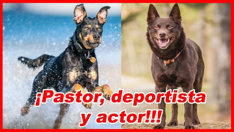 Perro kelpie australiano: historia características y cuidados - Todo ...