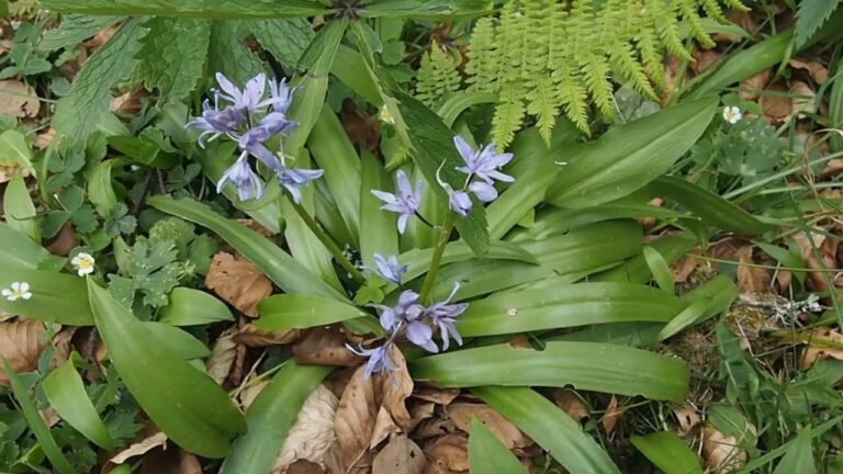 Tipos de plantas que habitan en el bosque - Todo sobre Animales y Bichos