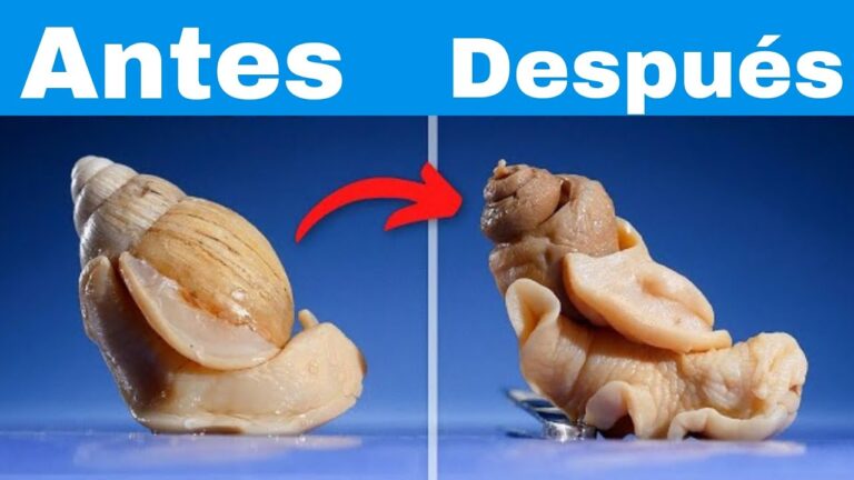 ¿Cómo fabrican los caracoles su caparazón? - Todo sobre Animales y Bichos