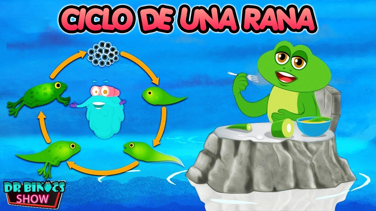 ¿Cuál es el método de reproducción de la rana? - Todo sobre Animales y ...