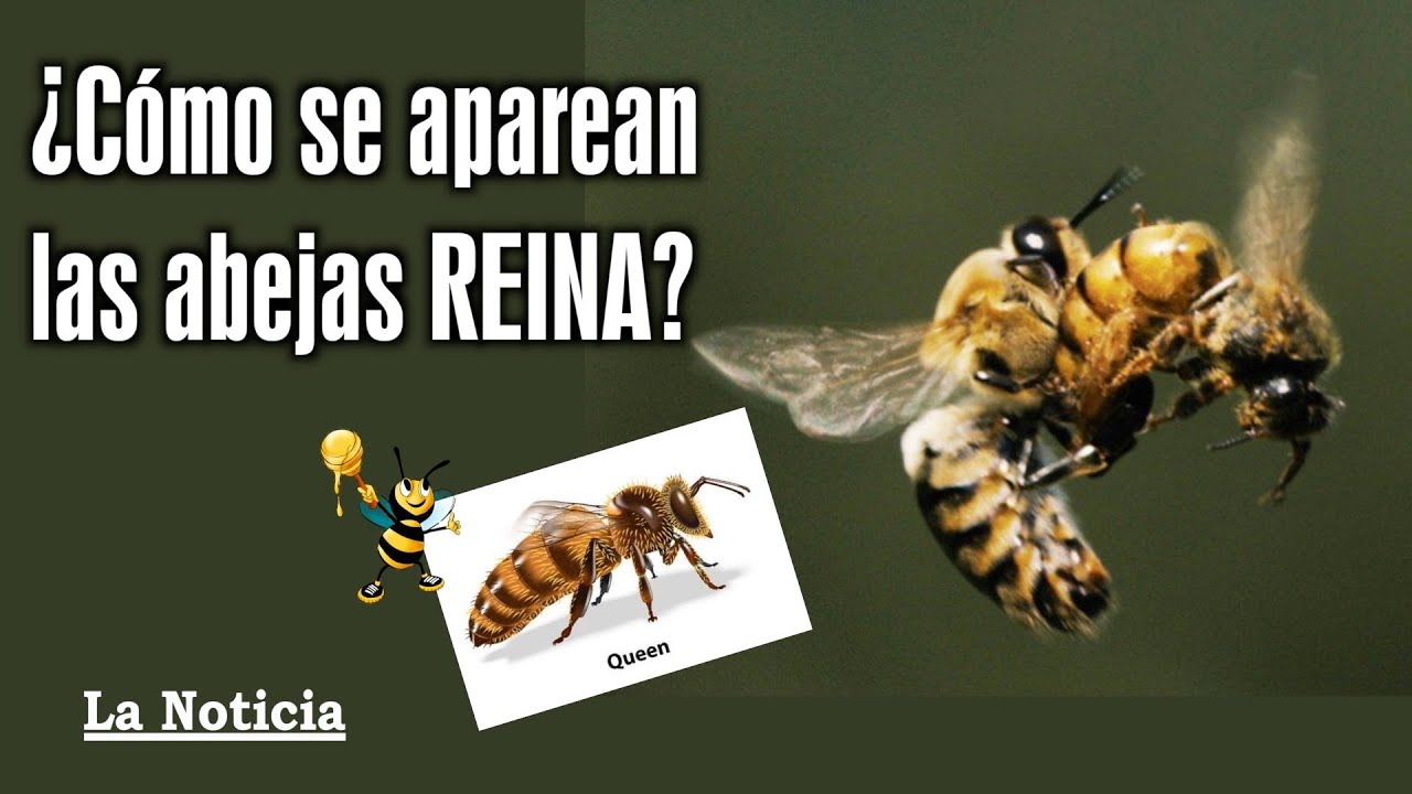 ¿Cuál es el proceso de apareamiento de las abejas? - Todo sobre ...
