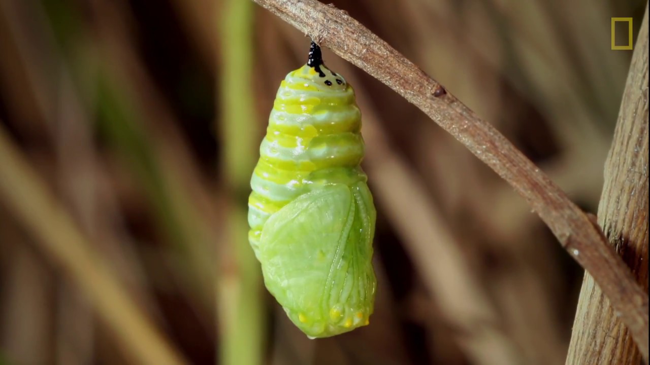 ¿Cuál es el proceso de metamorfosis de los insectos? - Todo sobre ...