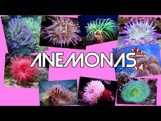 ¿Cuál es la alimentación de las anémonas? - Todo sobre Animales y Bichos