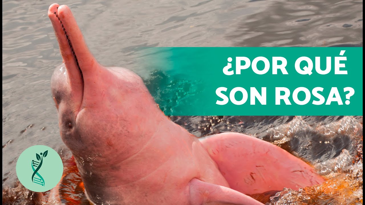 ¿Cuál es la alimentación del delfín rosado? - Todo sobre Animales y Bichos