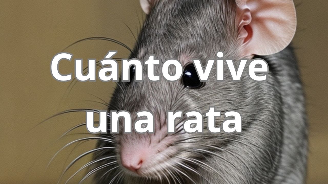 ¿Cuál es la esperanza de vida de una rata? - Todo sobre Animales y Bichos