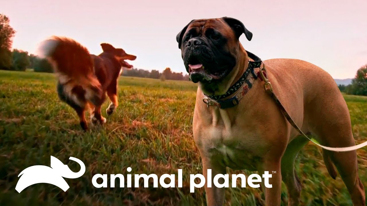 ¿Cuál es la función de la cola en los animales? - Todo sobre Animales y ...