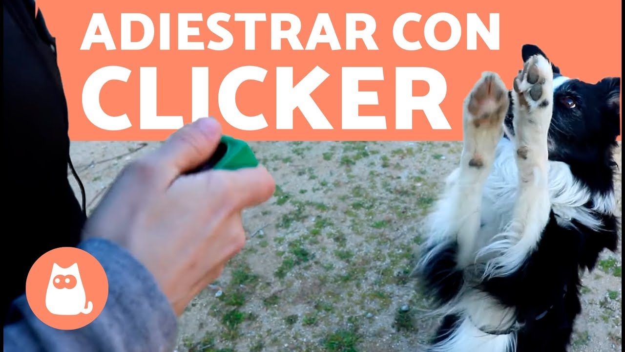 ¿Cuál es la función del clicker en el entrenamiento de perros? - Todo ...