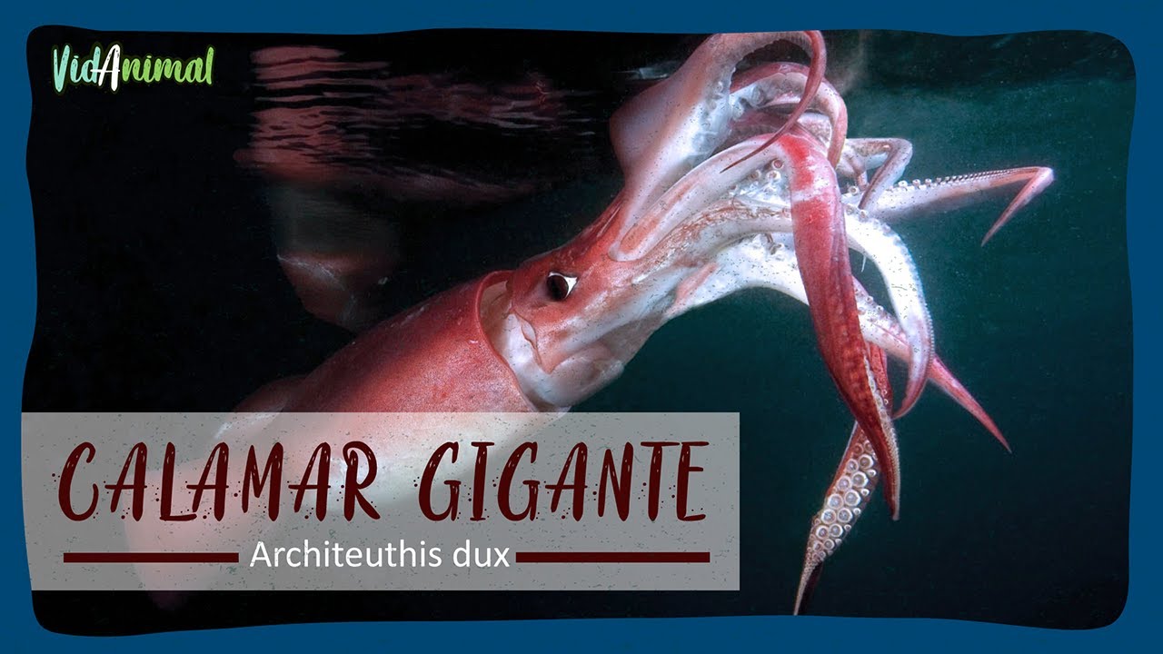 ¿Cuál es la longitud de los calamares gigantes? - Todo sobre Animales y ...