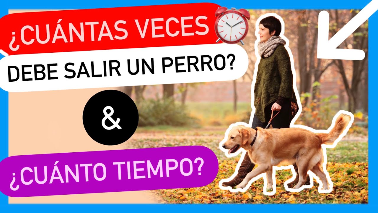 ¿Cuándo es apropiado sacar a pasear a un perro? - Todo sobre Animales y ...