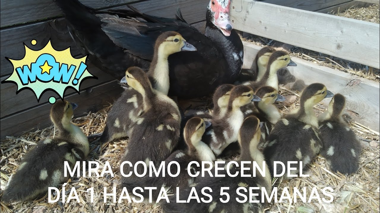 ¿Cuánto tiempo tarda en crecer un pato? - Todo sobre Animales y Bichos