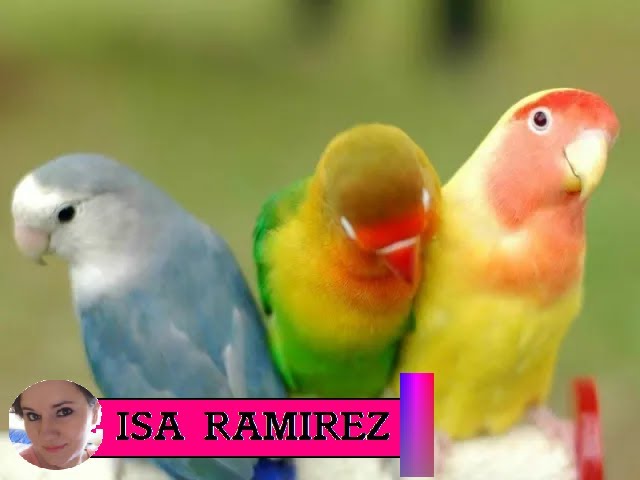 ¿Cuánto tiempo tarda un inseparable en poner huevos? - Todo sobre ...