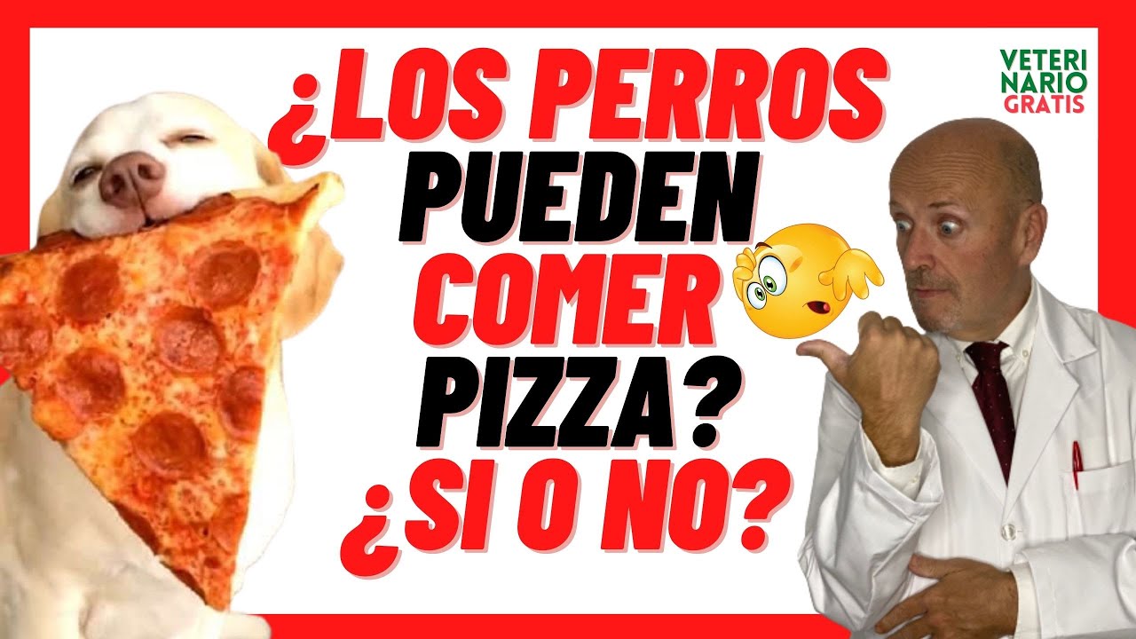 ¿Es seguro darle pizza a tu perro? - Todo sobre Animales y Bichos