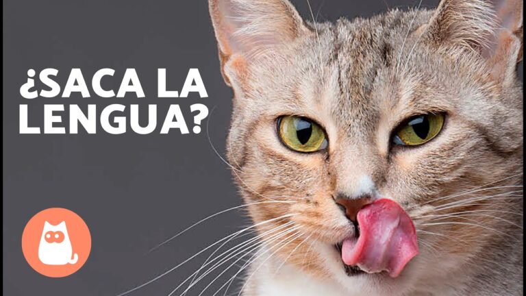 ¿Por qué los gatos muestran la lengua? - Todo sobre Animales y Bichos
