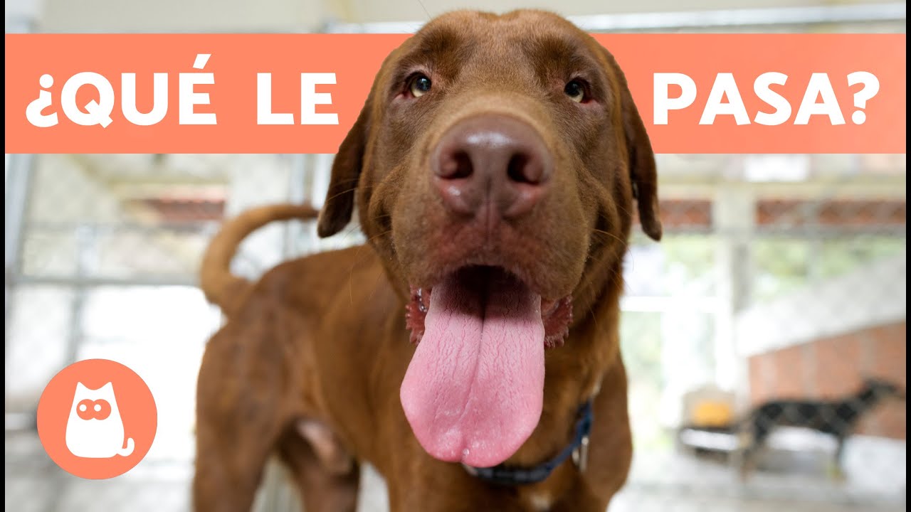 ¿Por qué los perros sacan la lengua? - Todo sobre Animales y Bichos