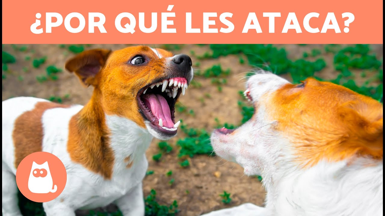 ¿Por qué un perro ataca a otro perro? - Todo sobre Animales y Bichos