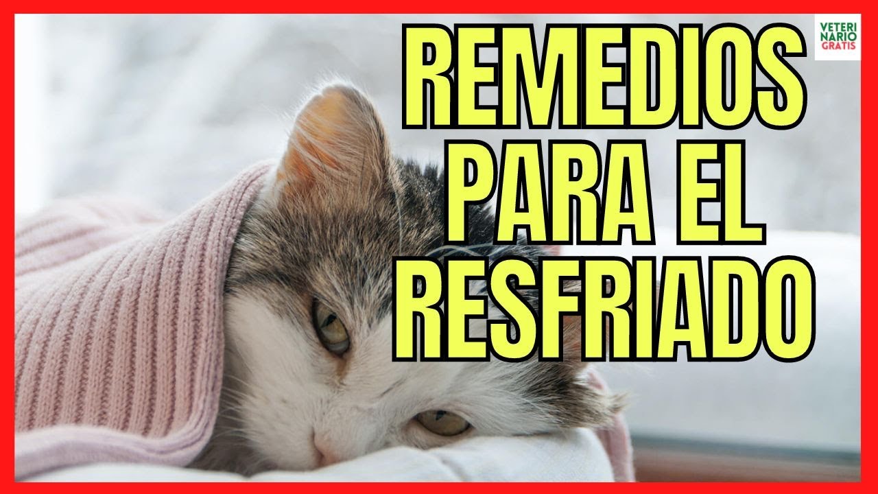 ¿Qué puedo darle a mi gato si está constipado? - Todo sobre Animales y ...