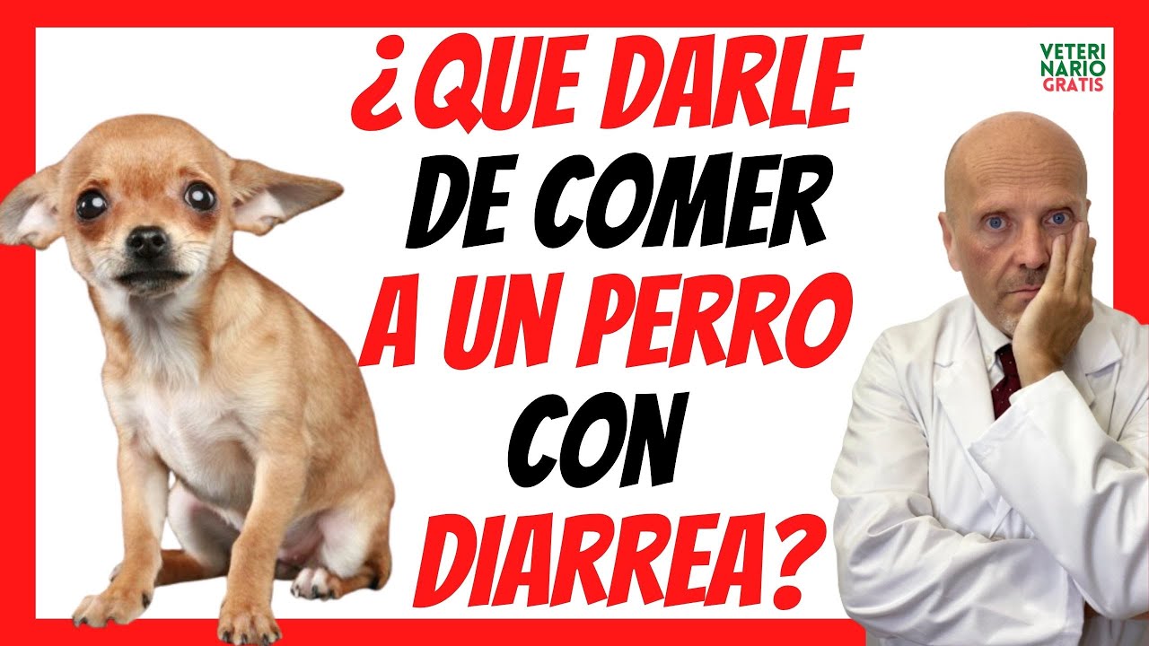 ¿Qué puedo darle a mi perro si tiene colitis? - Todo sobre Animales y ...