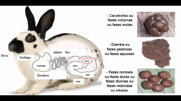 Anatomía del sistema digestivo del conejo y sus componentes - Todo ...