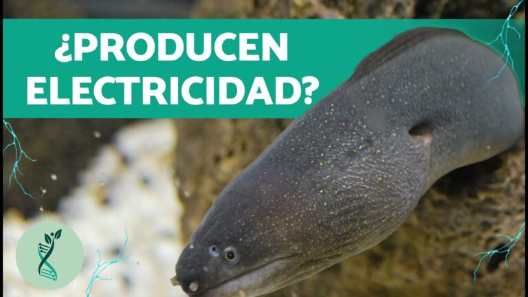 Características de la anguila eléctrica: todo lo que necesitas saber ...