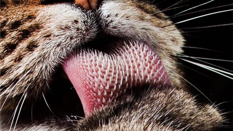 Características de la lengua de un gato - Todo sobre Animales y Bichos