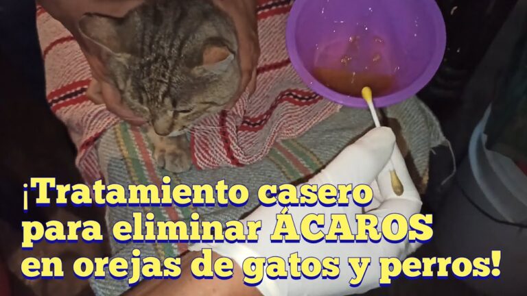 Cómo eliminar los ácaros de tu gato - Todo sobre Animales y Bichos