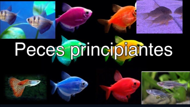 Diversidad de peces de agua dulce - Todo sobre Animales y Bichos