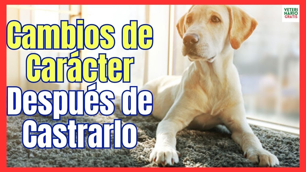 Efectos visibles de la castración en un perro: ¿Cuándo se hacen ...