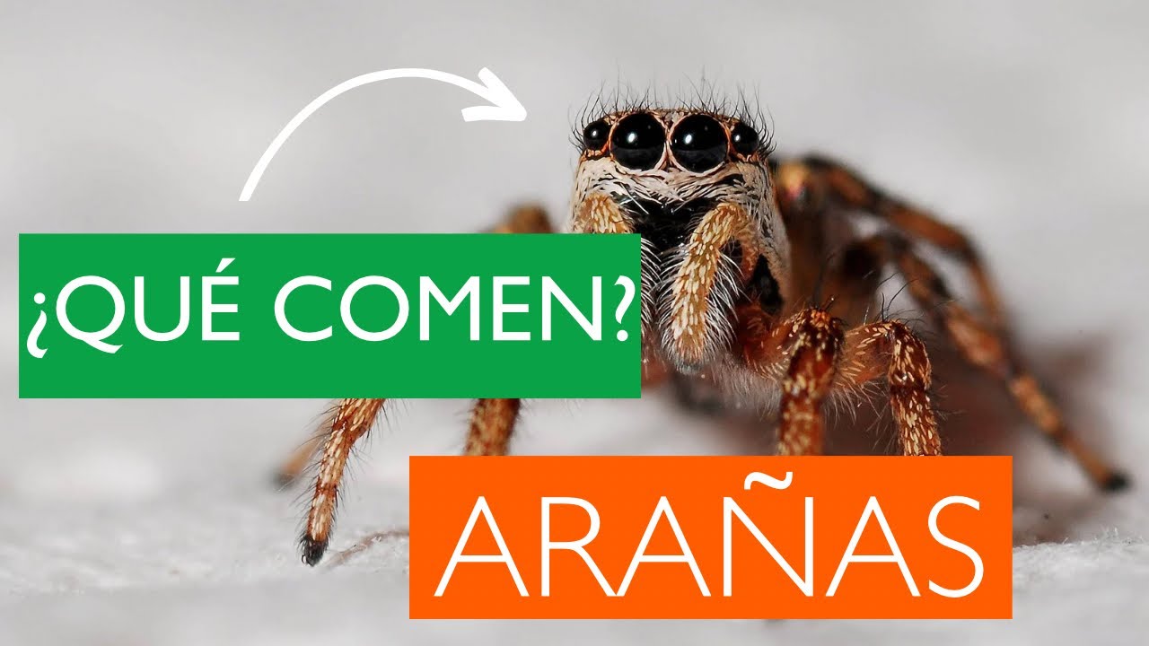 Nutrición de la araña: ¿Qué tipo de alimentación tienen las arañas ...