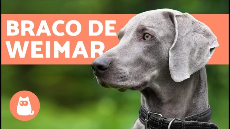 Perro Guaymaral: todo lo que necesitas saber - Todo sobre Animales y Bichos