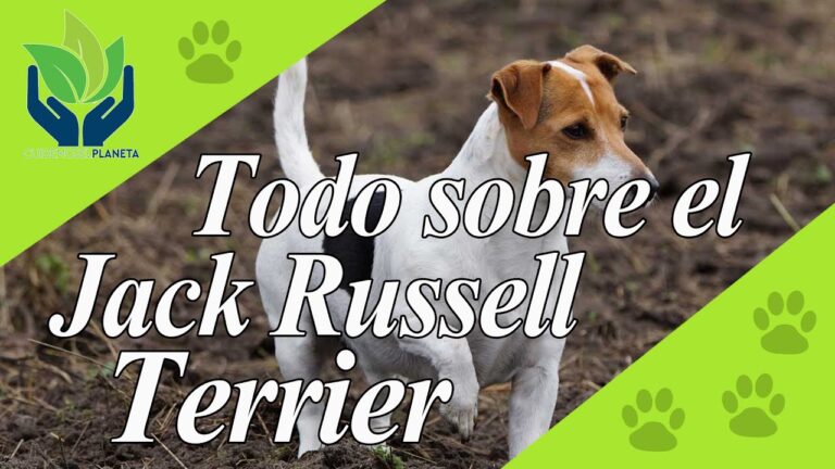 Perro Jack Russell con una máscara - Todo sobre Animales y Bichos