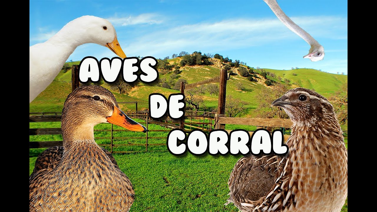 Principales aves de corral: ¿Cuáles son? - Todo sobre Animales y Bichos