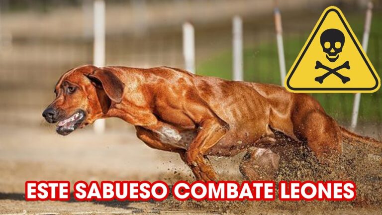 Raza de perro Rhodesian Ridgeback - Todo sobre Animales y Bichos
