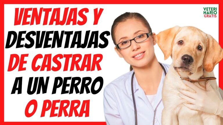Ventajas de castrar a un perro adulto - Todo sobre Animales y Bichos