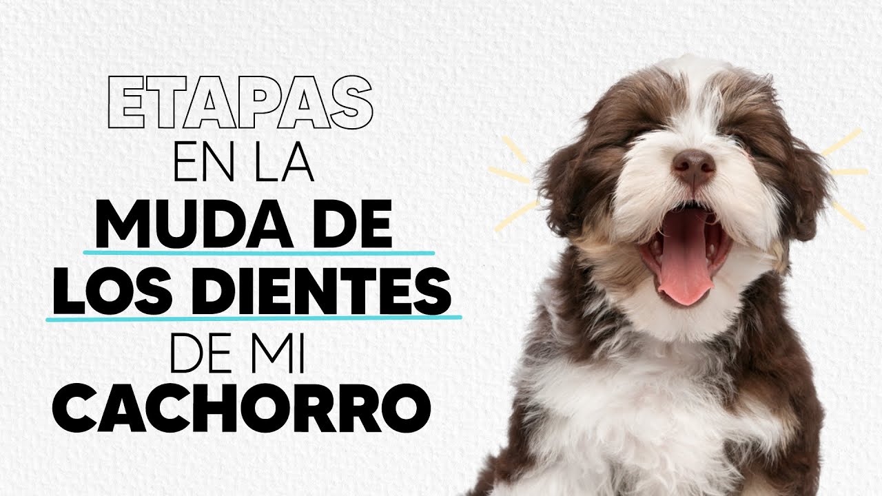 ¿A qué edad cambian los colmillos en los perros? - Todo sobre Animales ...