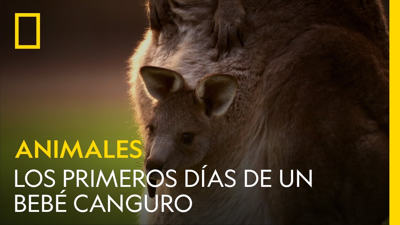 ¿Cómo protegen los canguros a sus crías? - Todo sobre Animales y Bichos