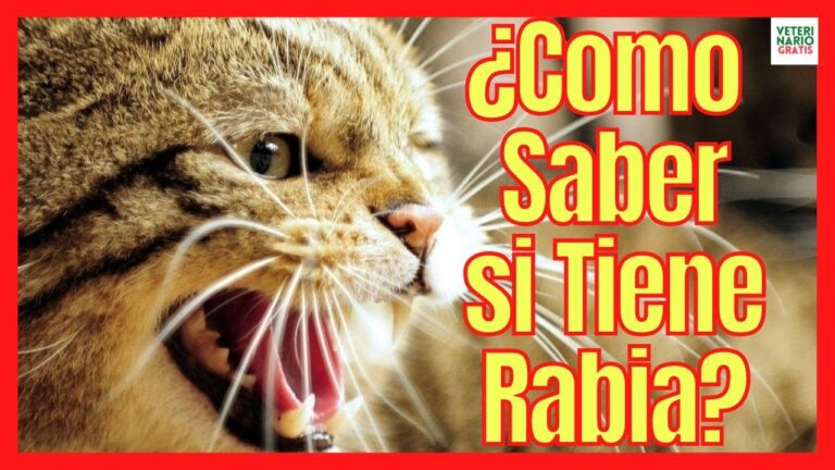 ¿Cómo se transmite la rabia en gatos? - Todo sobre Animales y Bichos